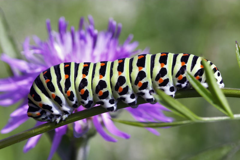 Raupe Foto & Bild | natur-makros, natur-kreativ, aufnahmetechniken ...