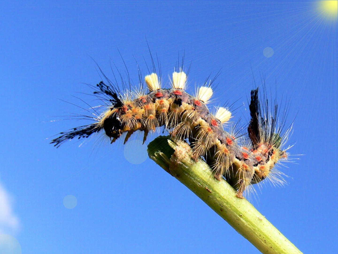 Raupe Foto & Bild | tiere, wildlife, insekten Bilder auf fotocommunity