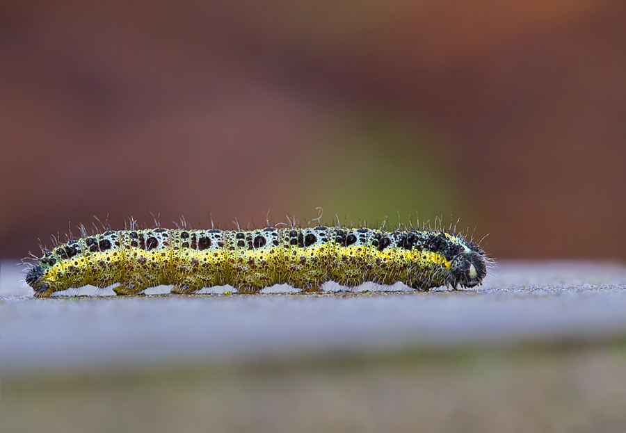 Raupe Foto & Bild | tiere, wildlife, insekten Bilder auf fotocommunity