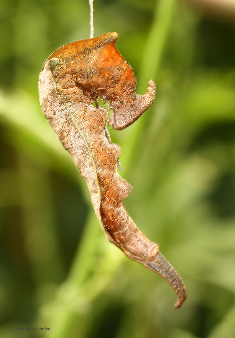 Raupe Foto & Bild | tiere, wildlife, insekten Bilder auf fotocommunity