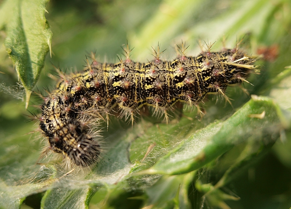 Raupe II >> Distelfalter / Vanessa cardui Foto & Bild | raupen/larven ...