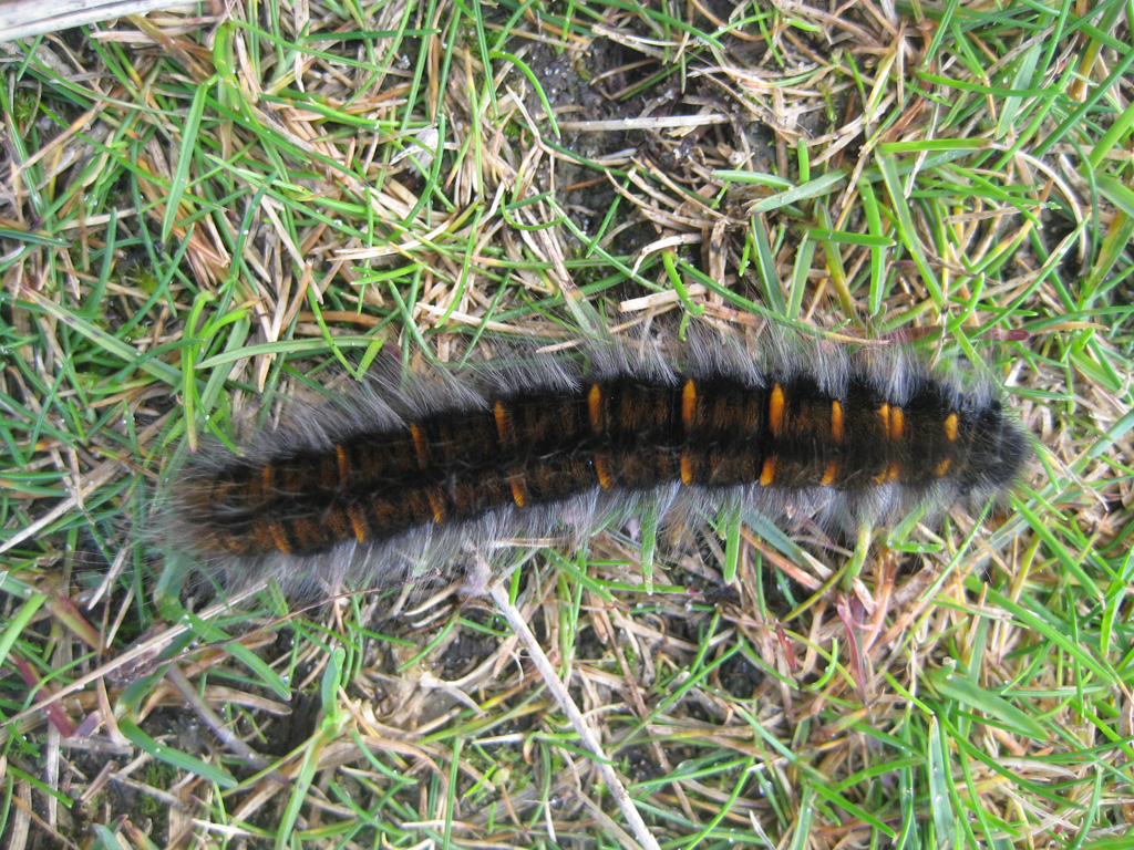 Raupe in Foto & Bild | natur, insekten, tiere Bilder auf fotocommunity