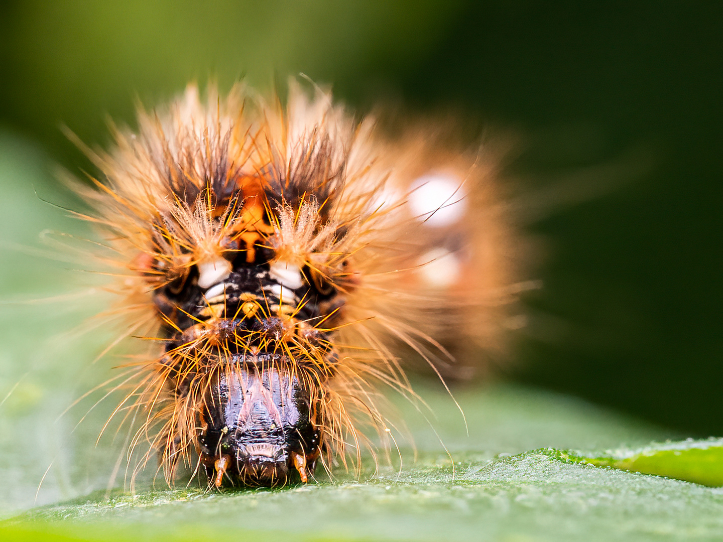 Raupe Portrait Foto & Bild | natur, schmetterling, insekten Bilder auf ...