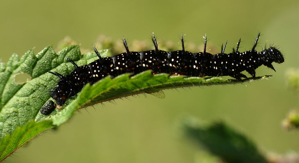 Raupe >> Tagpfauenauge Foto & Bild | raupen/larven 2008, natur Bilder ...