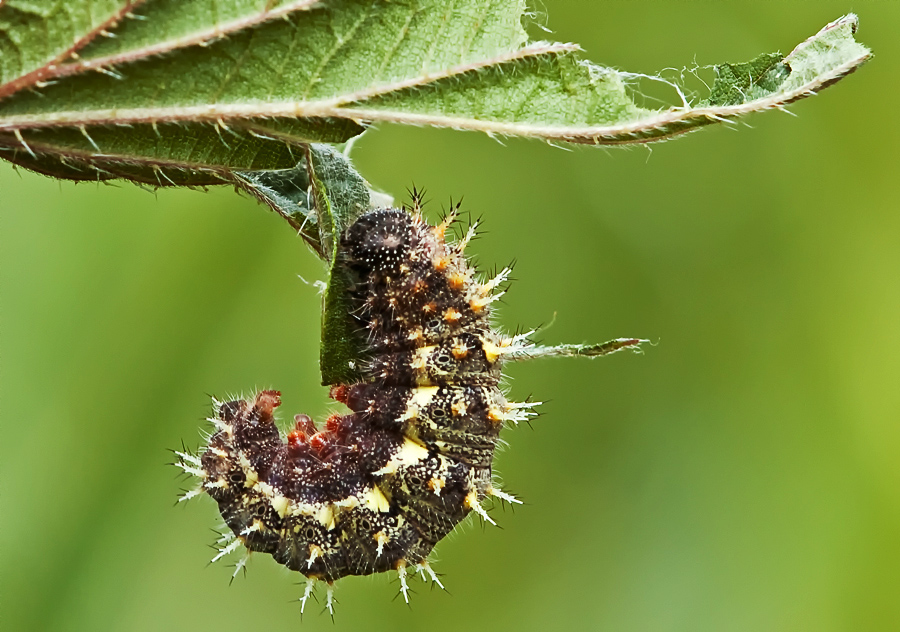 Raupe vom Admiral Foto & Bild | tiere, wildlife, insekten Bilder auf ...