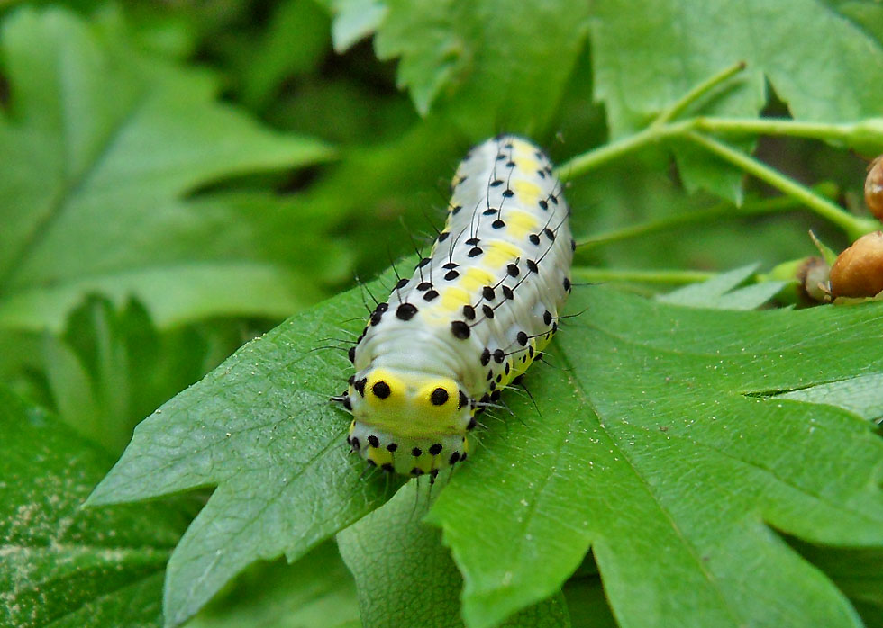Raupe vom Blaukopf Foto & Bild | tiere, wildlife, insekten Bilder auf ...