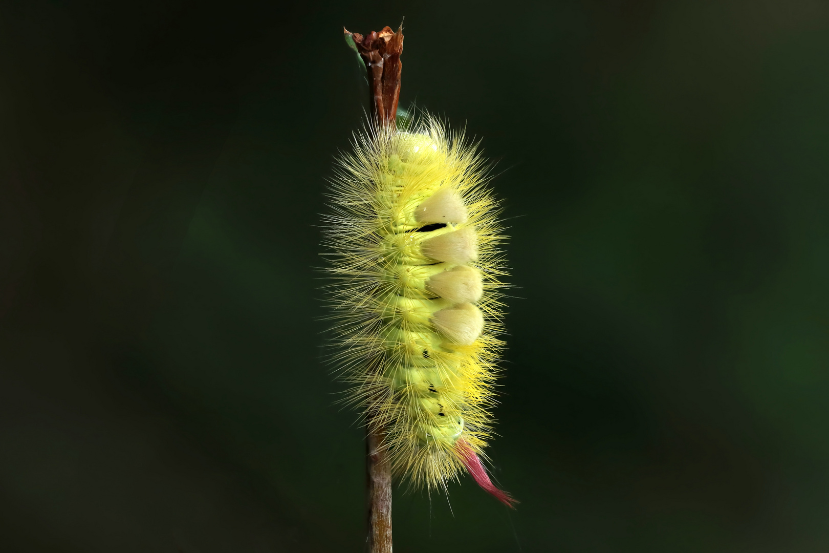 Raupe vom Buchen-Streckfuß (Calliteara pudibunda) Foto & Bild | natur ...