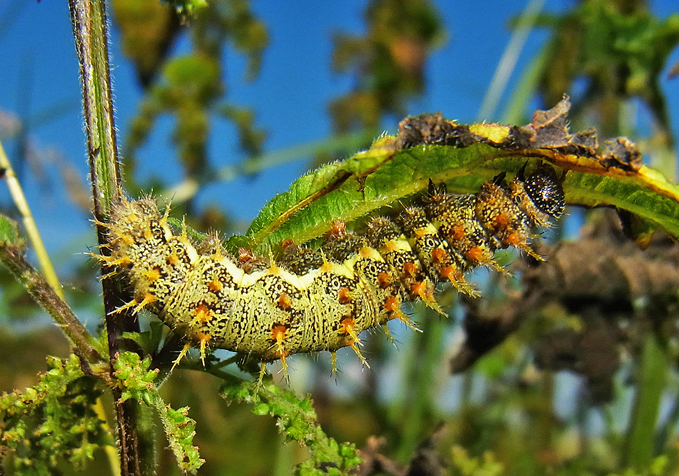 Raupe vom Distelfalter Foto & Bild | tiere, wildlife, insekten Bilder ...