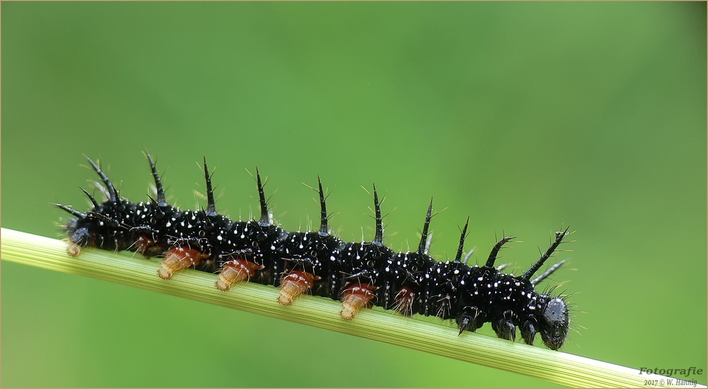 Raupe vom Tagpfauenauge Foto & Bild | natur, schmetterling, insekten ...