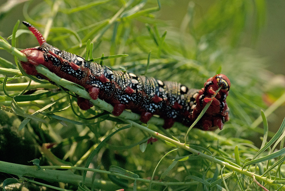 Raupe von einem Insekt des Jahres 2014 (Nachtfalter) Foto & Bild ...