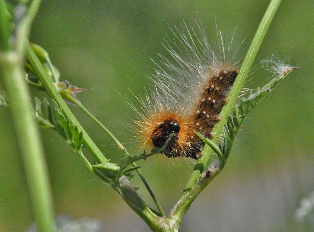 Raupe_01: Brauner Bär Foto & Bild | natur, insekten, tiere Bilder auf ...