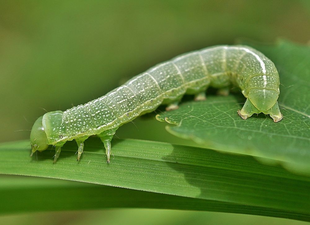 Raupe_07: Kätzcheneulen Foto & Bild | natur, nachtfalter, insekten ...