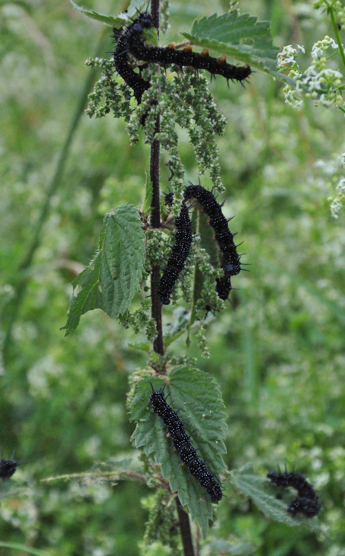 Raupe_08b: Tagpfauenauge Foto & Bild | tiere, wildlife, schmetterlinge ...