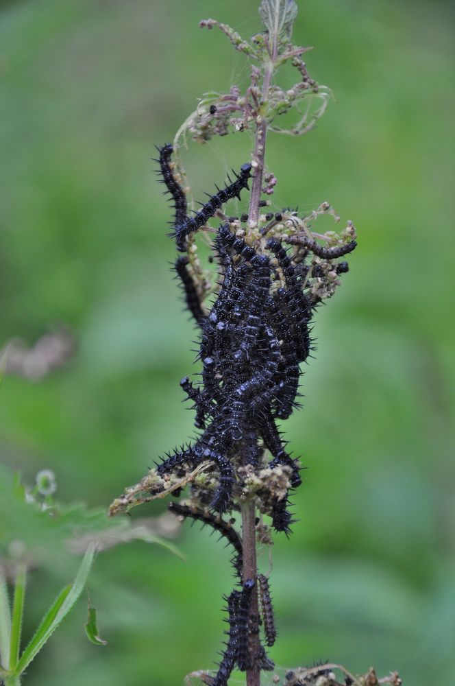 Raupe_08c: Tagpfauenauge Foto & Bild | tiere, wildlife, schmetterlinge ...