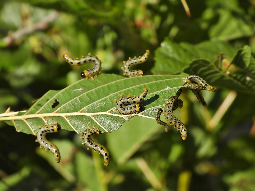 Raupe_10: Breitfüßige Erlenblattwespe Foto & Bild | tiere, wildlife ...