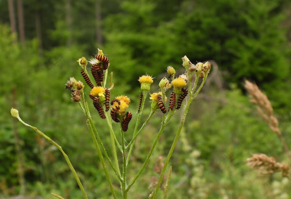 Raupe_11a: Blutbär Foto & Bild | tiere, wildlife, schmetterlinge Bilder ...