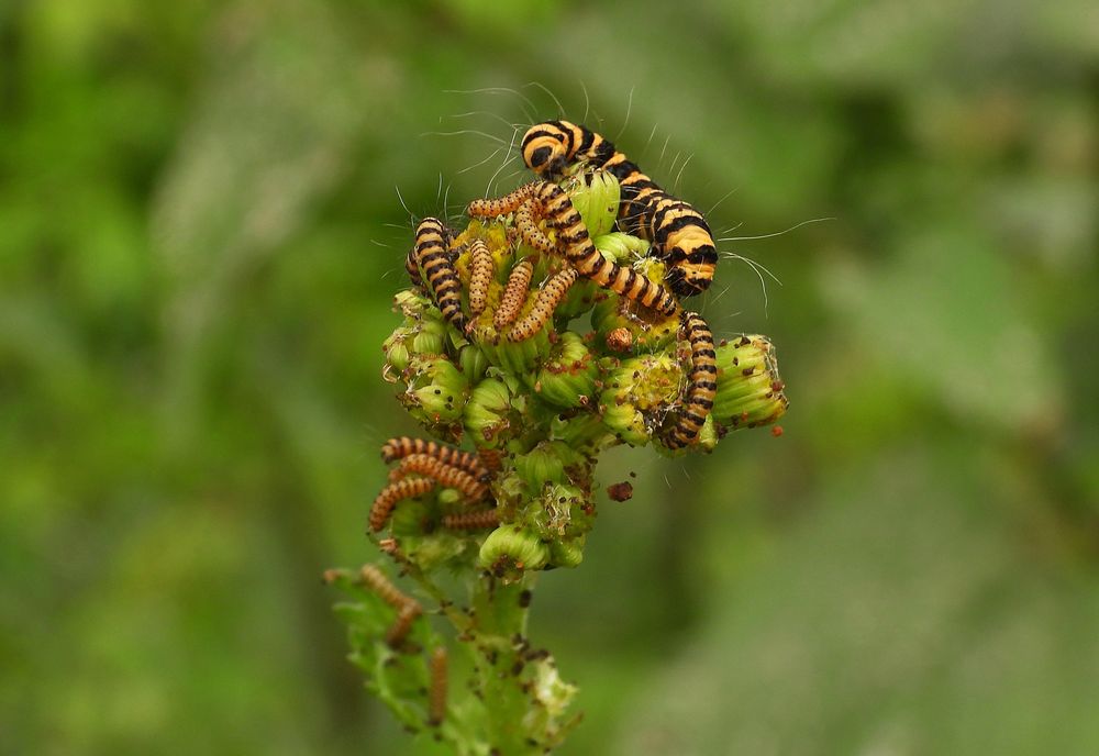 Raupe_11b: Blutbär Foto & Bild | natur, insekten, tiere Bilder auf fotocommunity