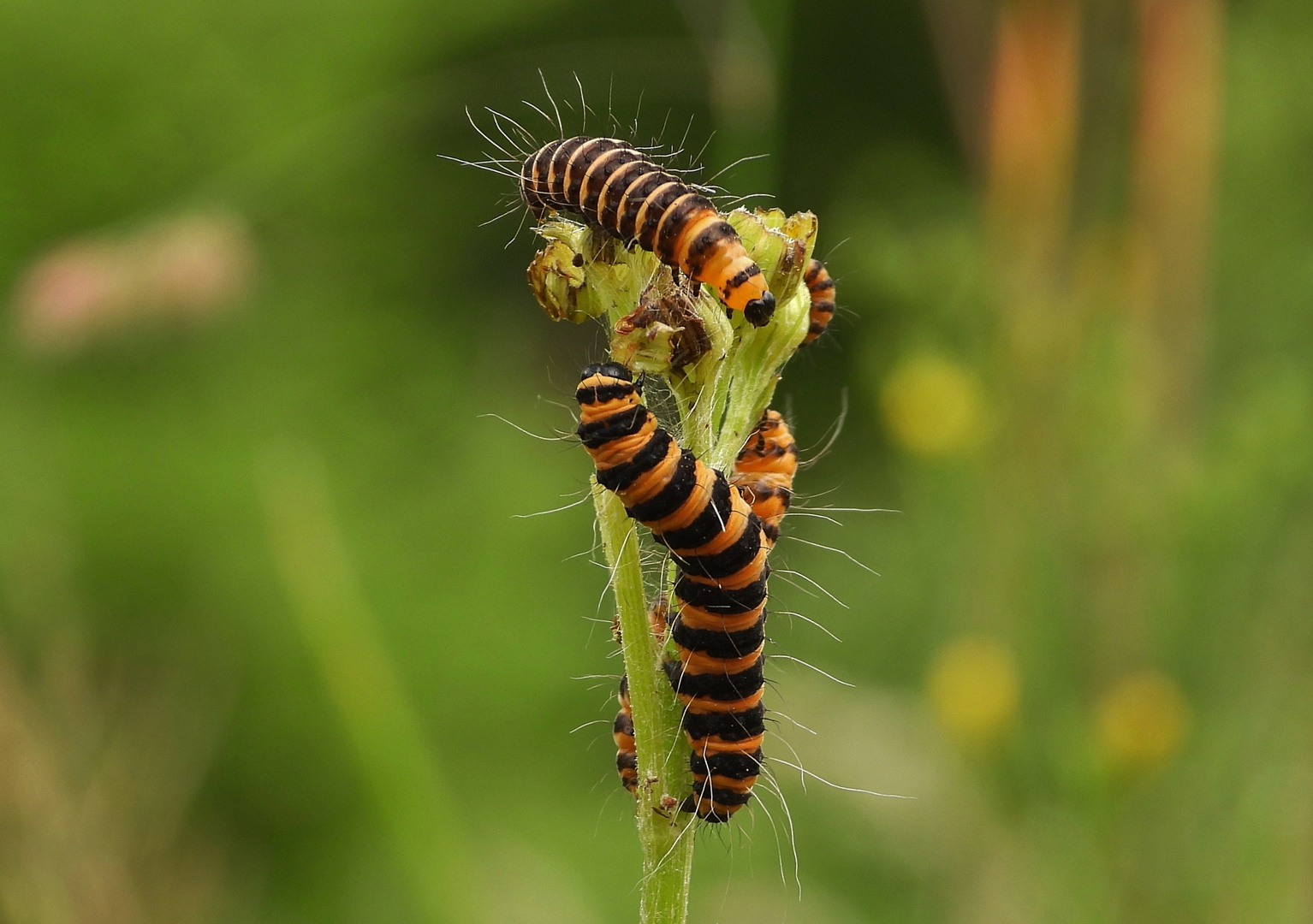 Raupe_11c: Blutbär Foto & Bild | tiere, wildlife, schmetterlinge Bilder ...