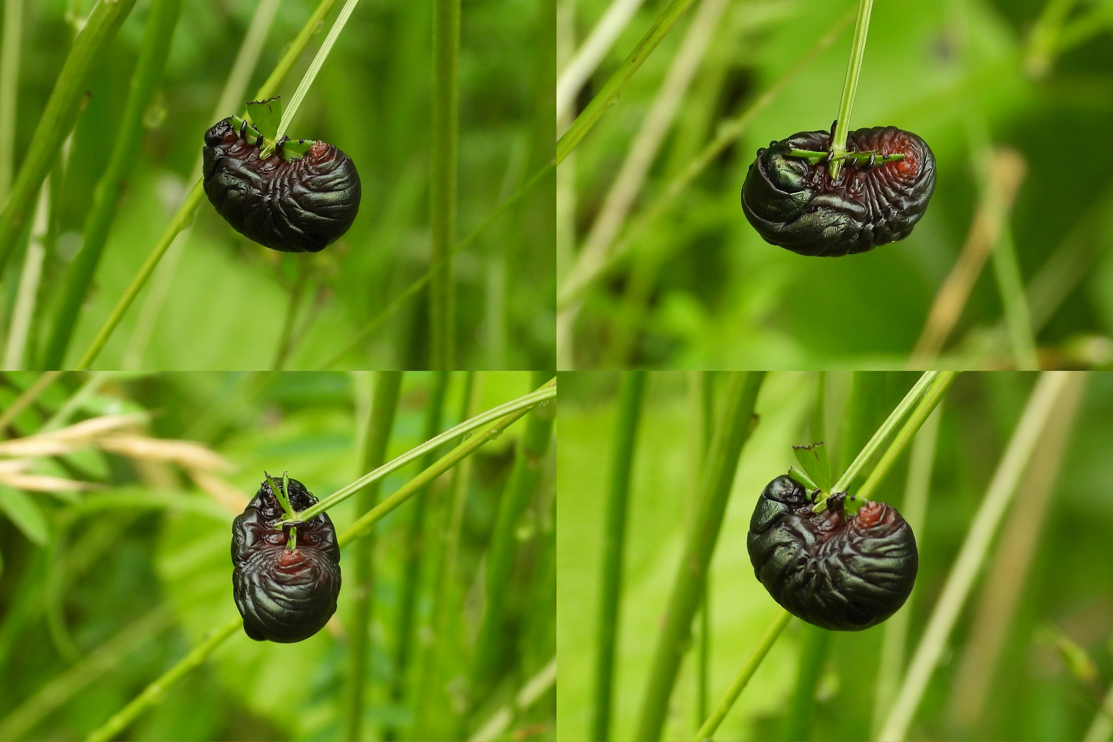 Raupe_13b: ?? Foto & Bild | natur, insekten, tiere Bilder auf fotocommunity