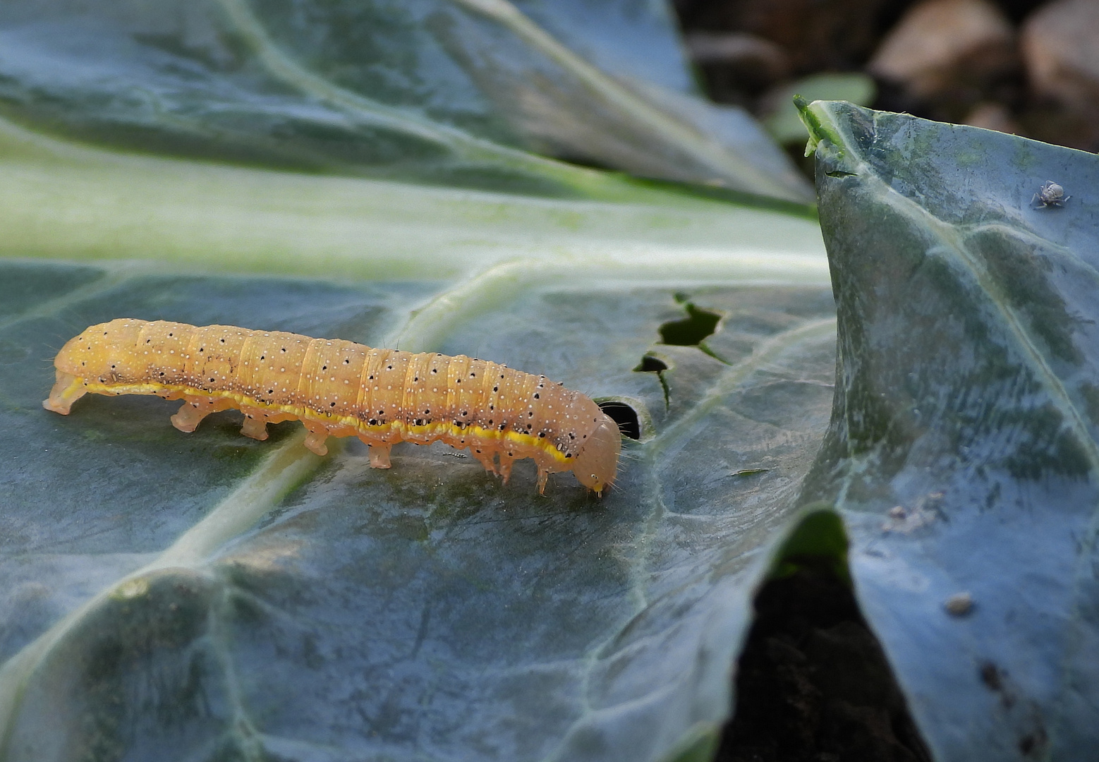 Raupe_15: Gemüseeule Foto & Bild | natur, insekten, tiere Bilder auf ...