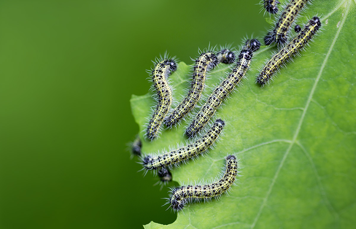 Raupen Foto & Bild | natur Bilder auf fotocommunity