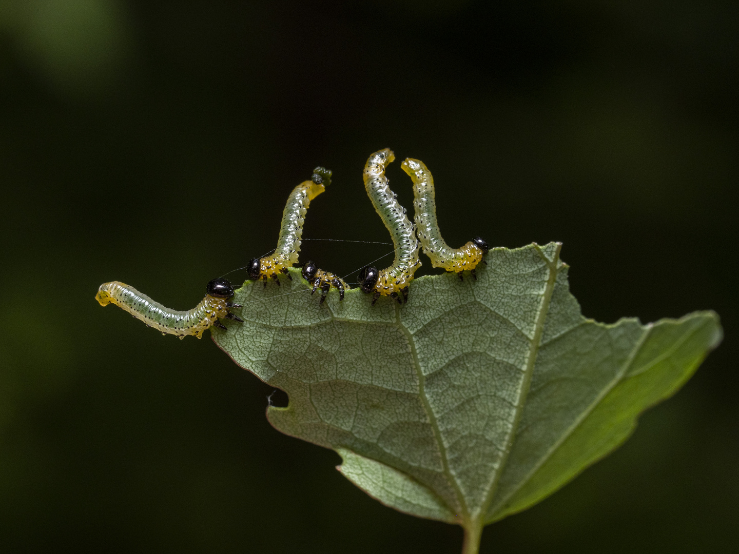 Raupen-Ballett Foto & Bild | wald, makro, grün Bilder auf fotocommunity