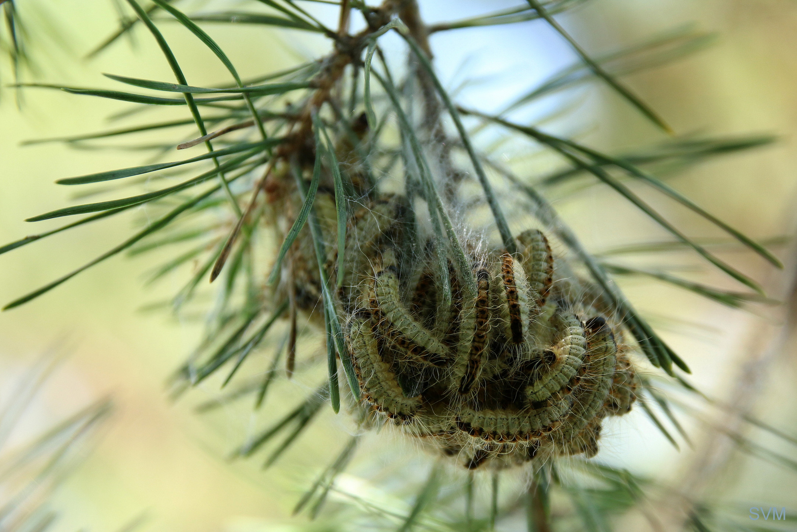 Raupen des Eichenprozessionsspinners? Foto & Bild | natur, landschaft ...