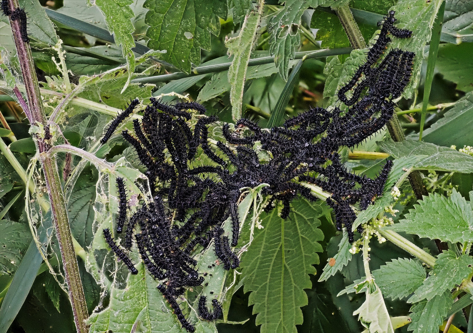 Raupen Pfauenauge Foto & Bild | tiere, wildlife, insekten Bilder auf ...