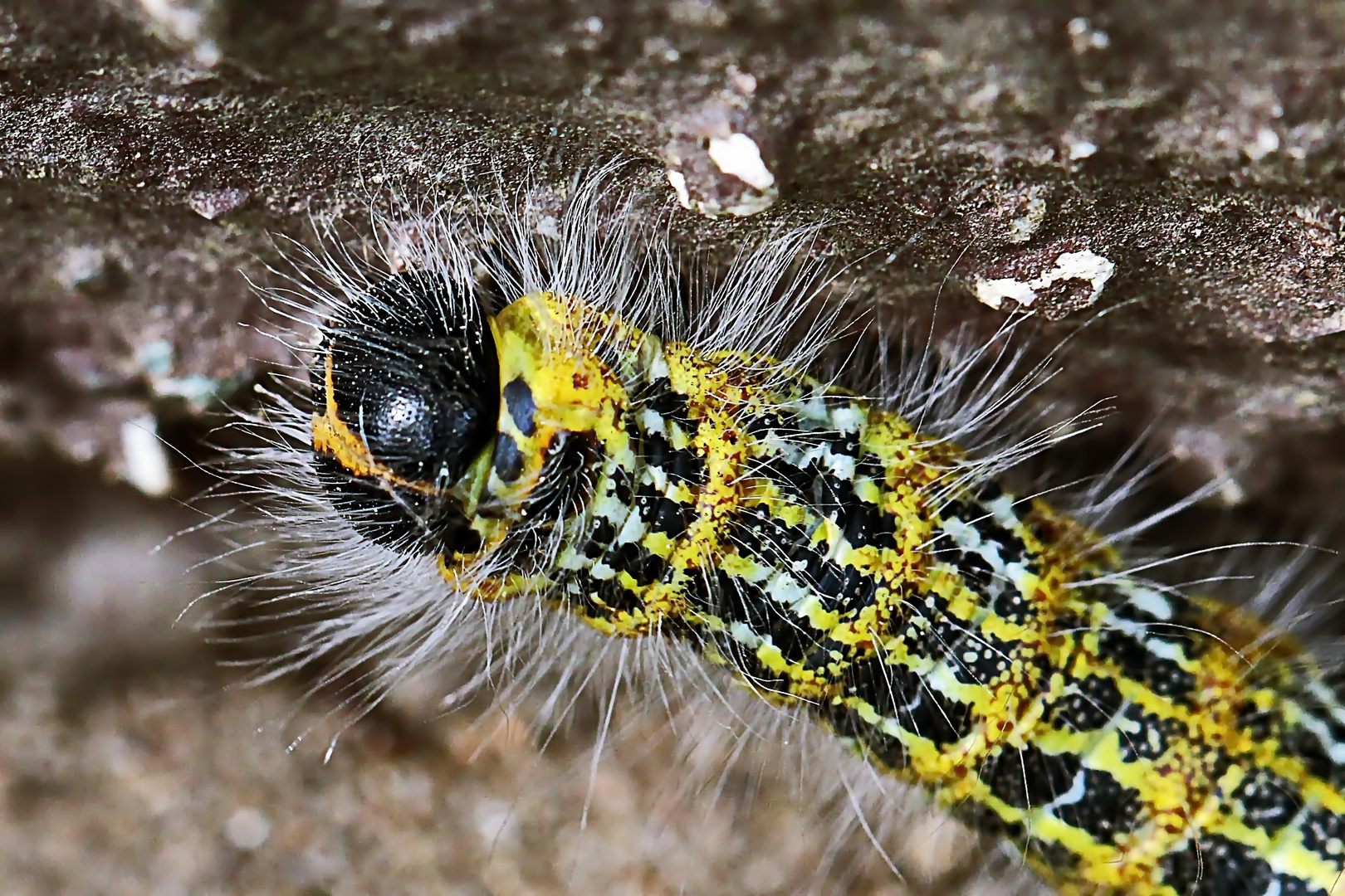 Raupen-Portrait Foto & Bild | sonstige tiere Bilder auf fotocommunity