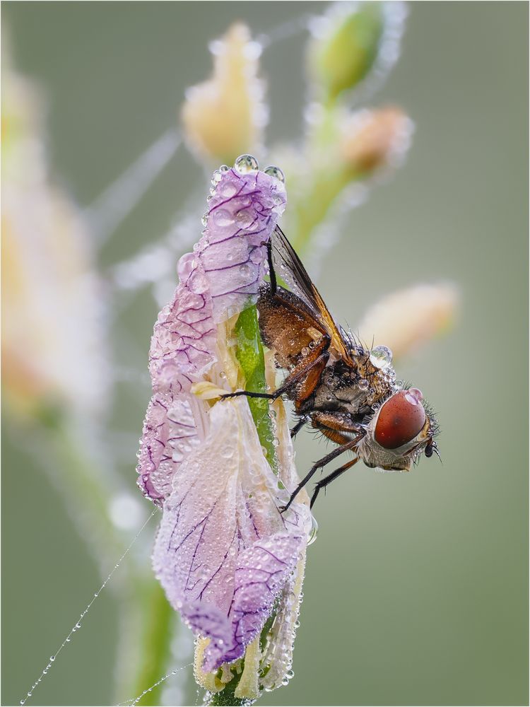 Raupenfliege Foto & Bild | tiere, wildlife, insekten Bilder auf ...