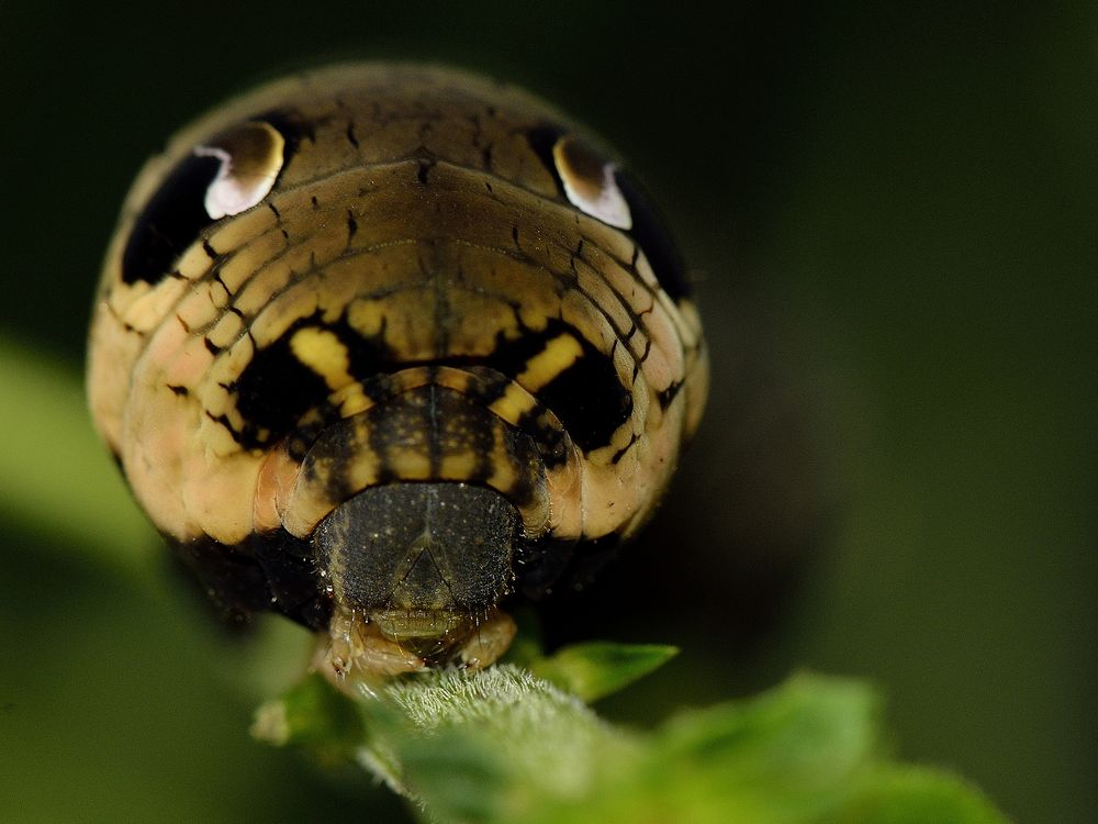 Raupenportrait Foto & Bild | tiere, wildlife, insekten Bilder auf ...