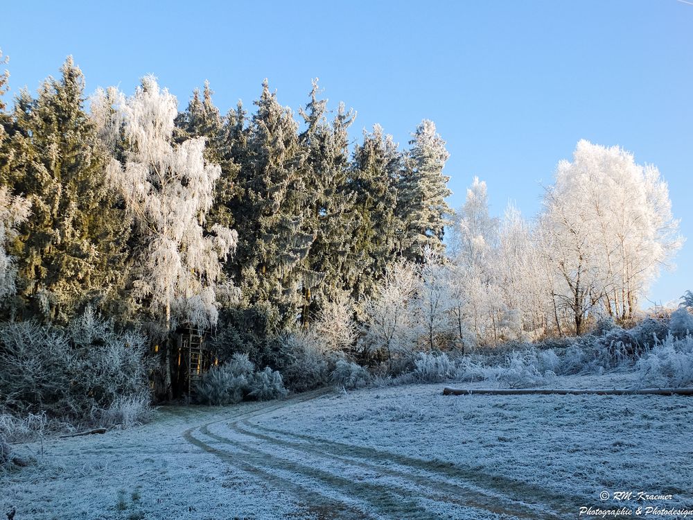 Raureif Foto & Bild | wald, bäume, winter Bilder auf fotocommunity