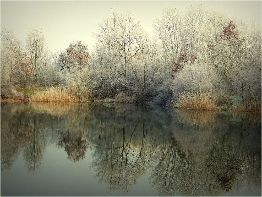 Raureif am Teichufer Foto & Bild | landschaft, jahreszeiten, herbst Bilder auf fotocommunity