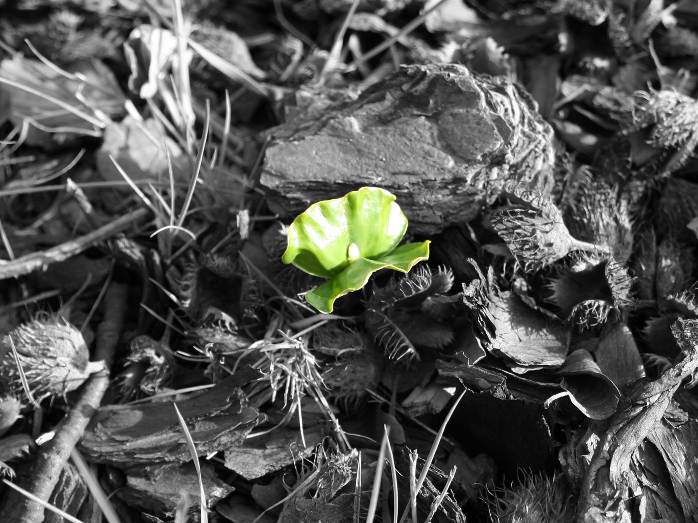 raus aus dem grauen Alltag Foto & Bild | monochrom, bearbeitungs ...