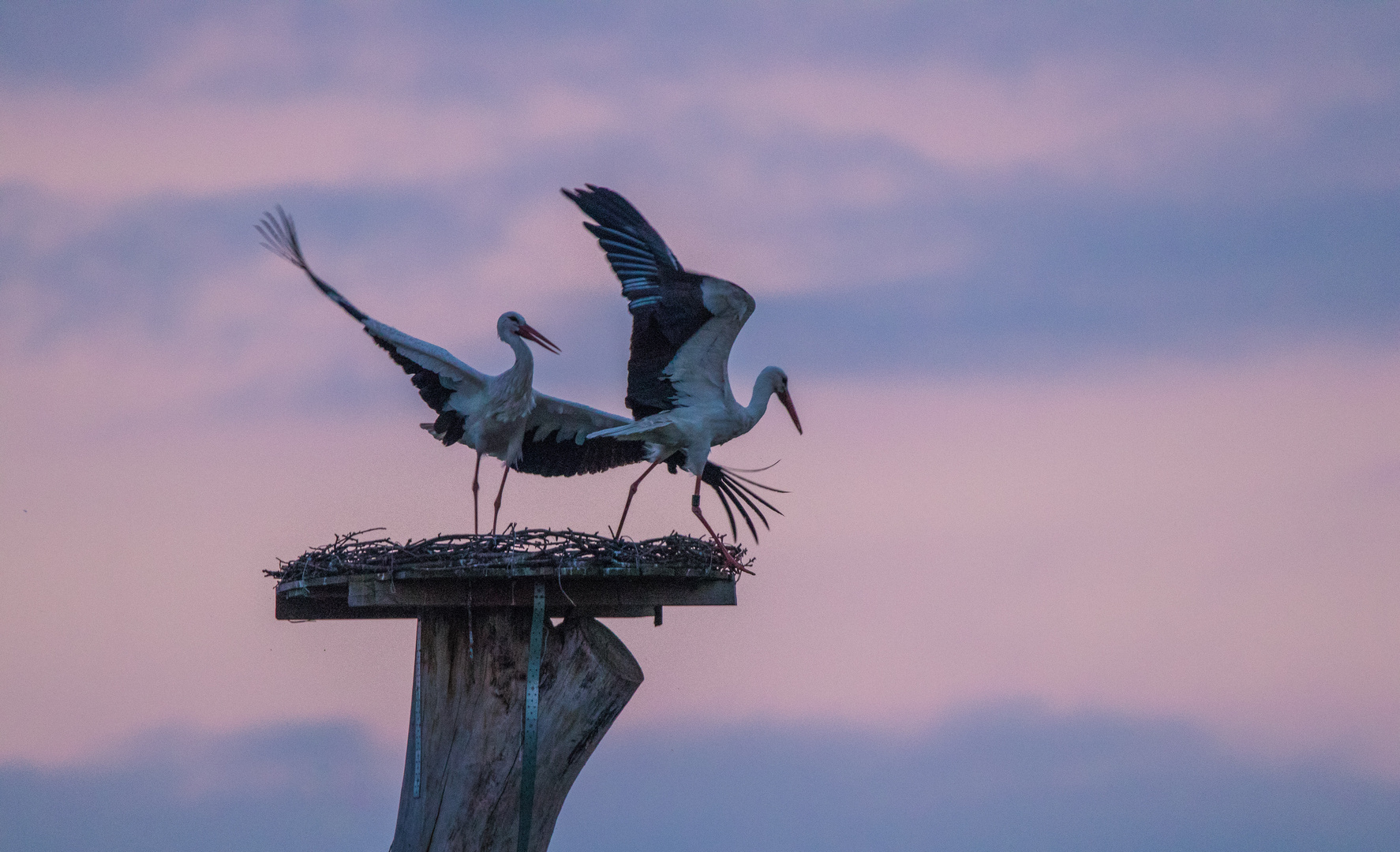 Raus hier ! Foto & Bild | tiere, wildlife, wild lebende vögel Bilder ...