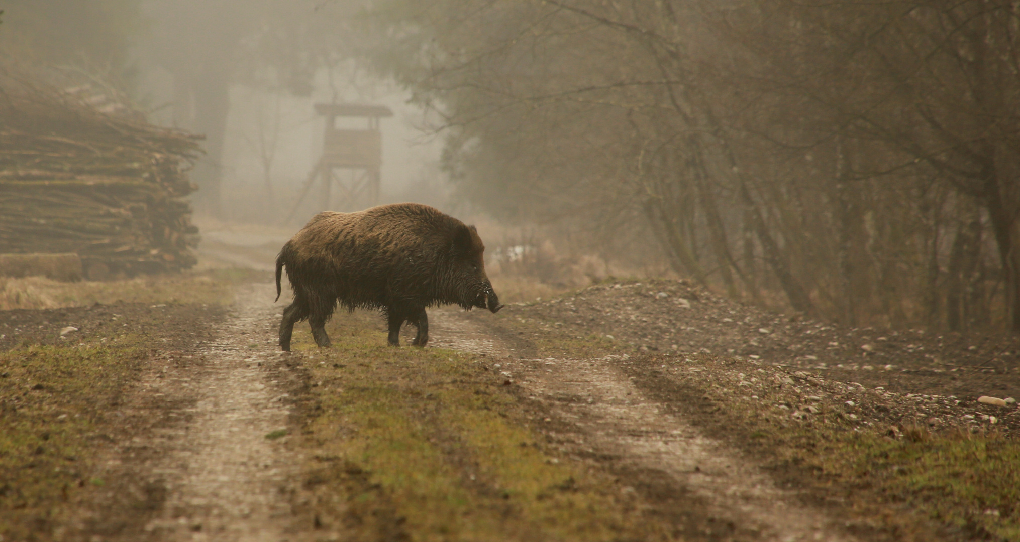 rauschiger Keiler Foto & Bild | wald, natur, österreich Bilder auf ...