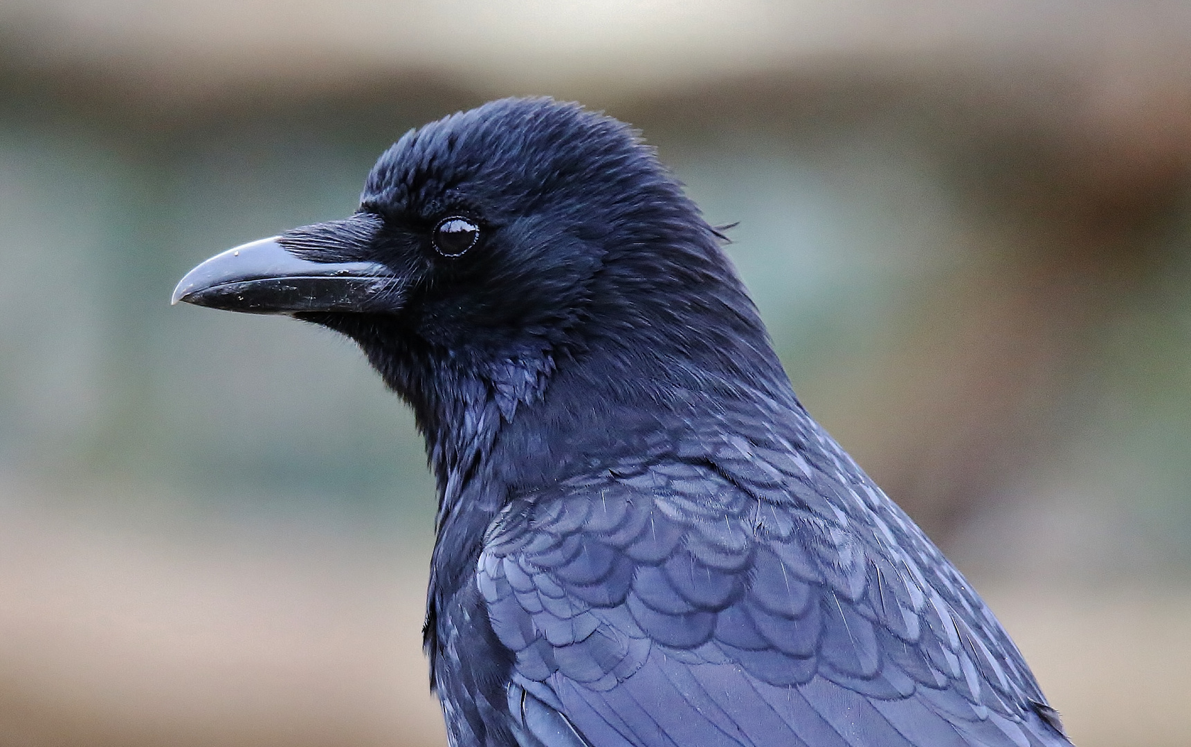 ...Raven... Foto & Bild | tiere, wildlife, wild lebende vögel Bilder ...