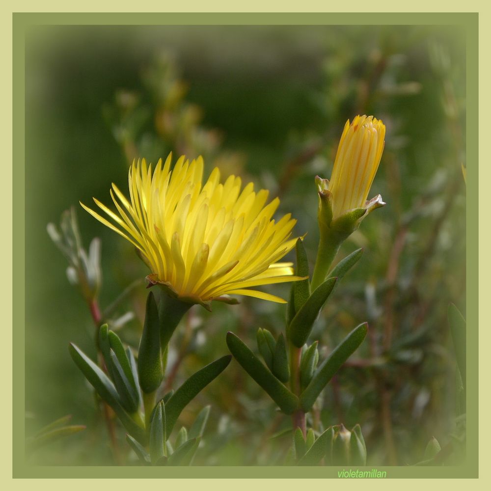 RAYITOS DE SOL Imagen & Foto | plantas, flores, estaciones del año ...
