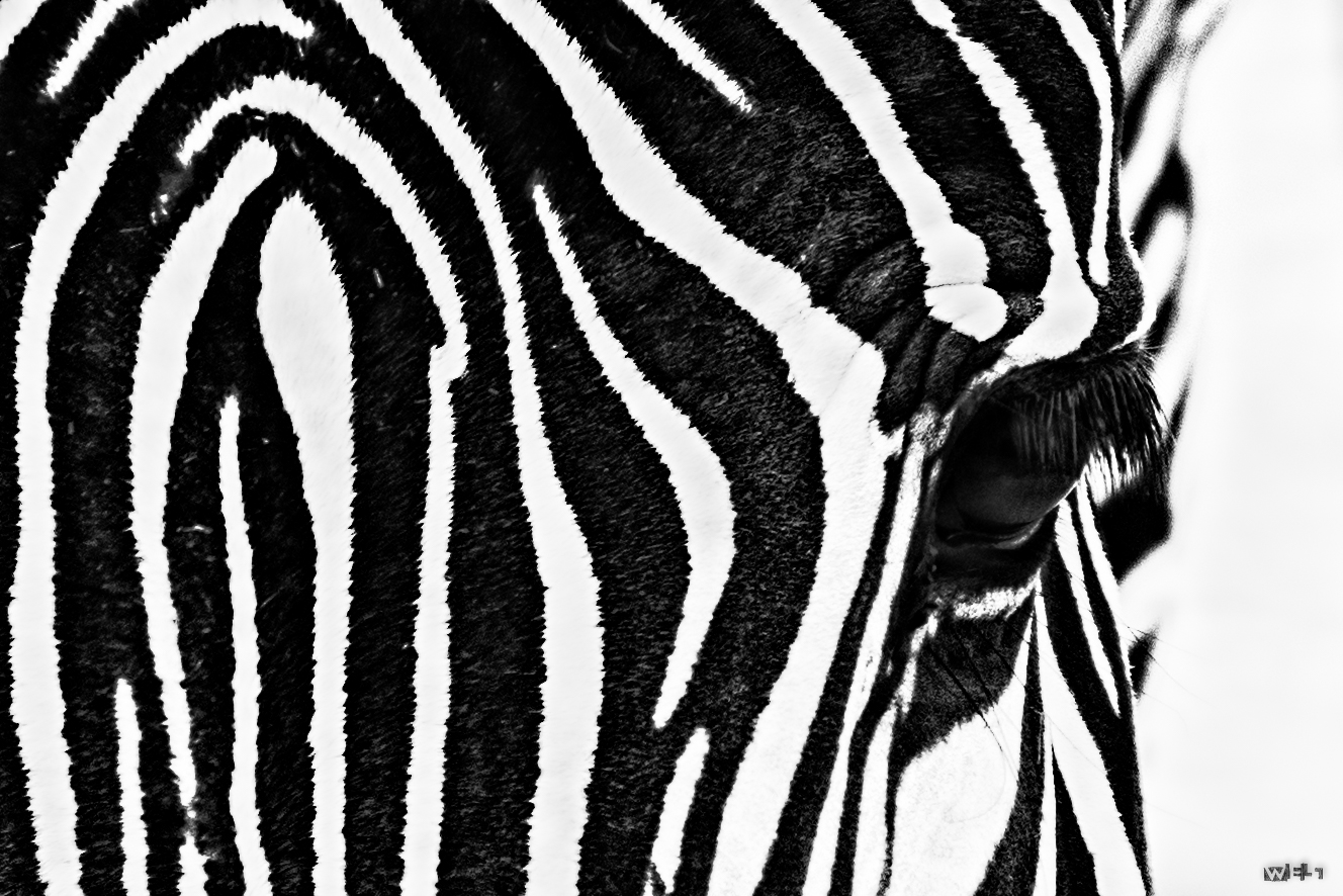 RaYurE photo et image | portraits sauvages, nature Images fotocommunity