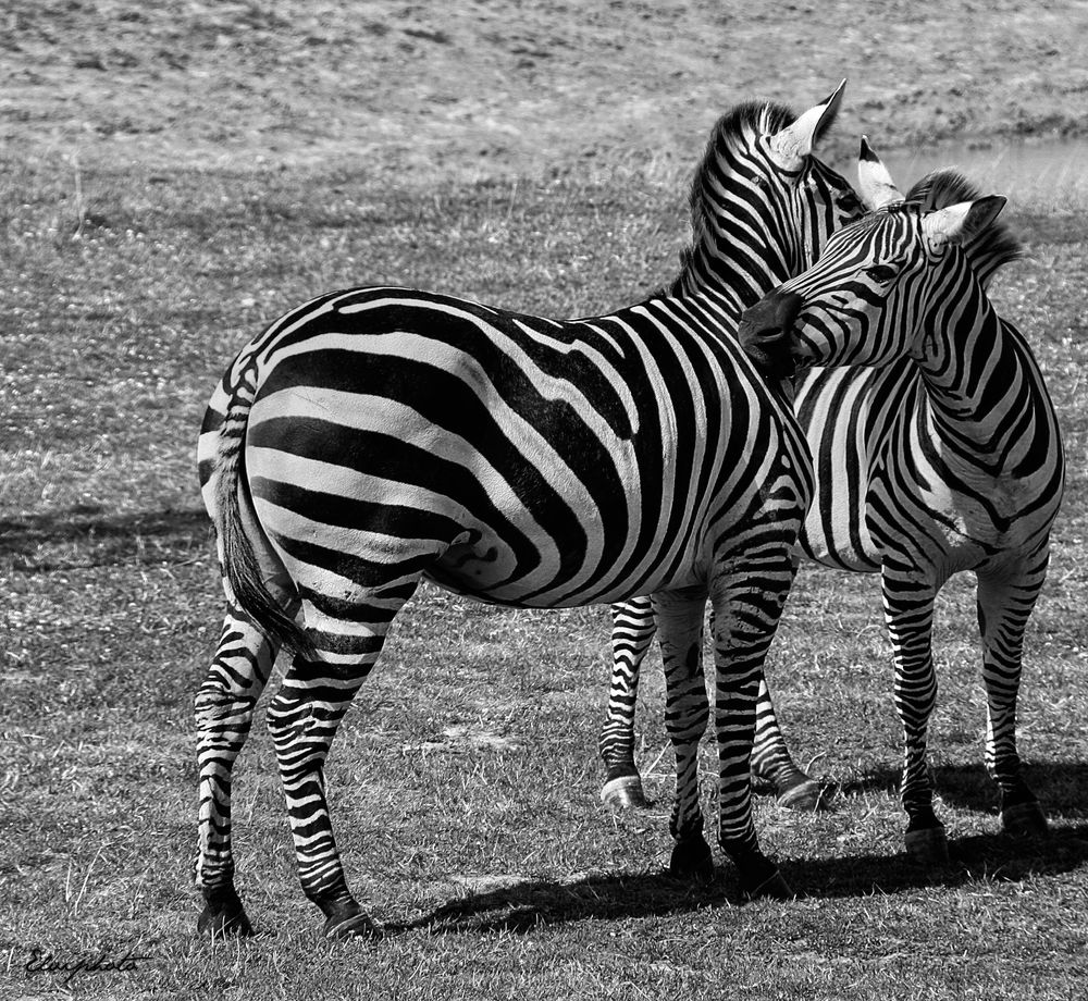 Rayures mêlées photo et image | nature, animaux, zoo Images fotocommunity