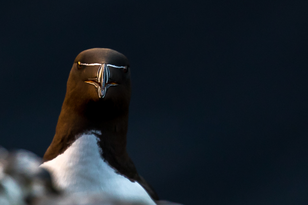 Razorbill Foto & Bild | europe, scandinavia, iceland Bilder auf ...