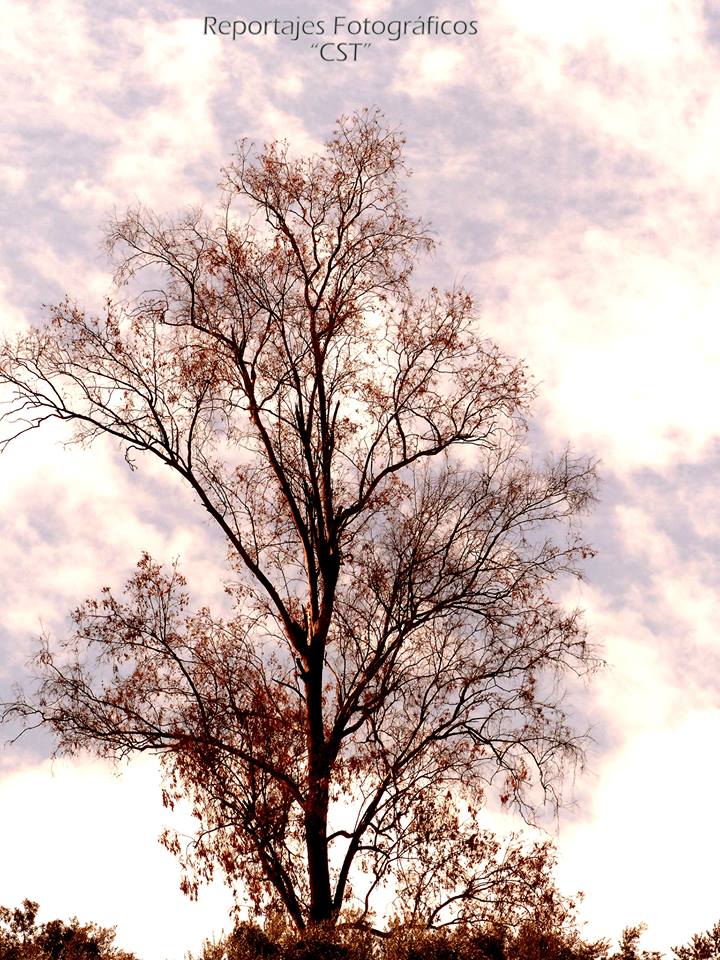 Árbol Mágico Imagen & Foto | cielo, naturaleza, plantas Fotos de ...