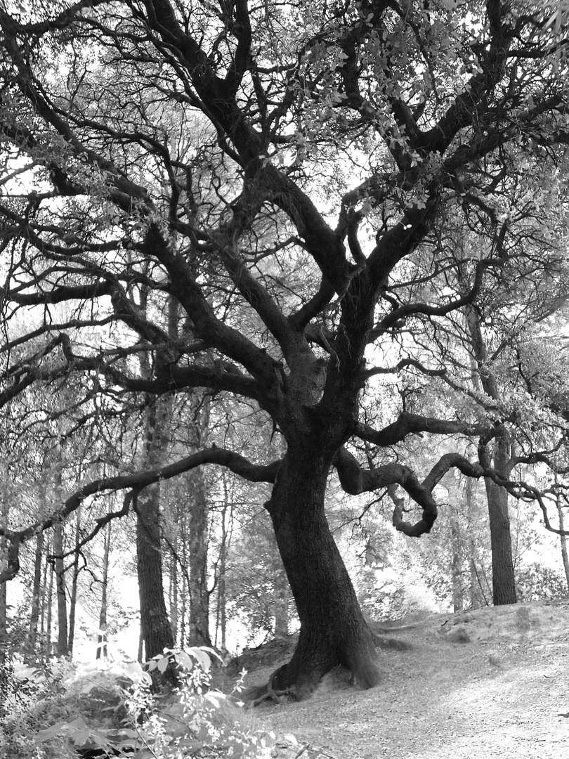 Árboles mágicos Imagen & Foto | plantas, fotos, natur Fotos de ...