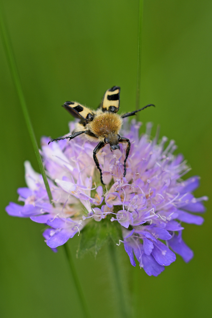 Ready To Take Off Foto Bild Spezial Natur Insekten Bilder Auf ready-to-take-off-foto-bild-spezial-natur-insekten-bilder-auf