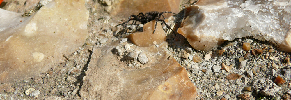 Reaper on Stone(hedge) photo et image | animaux, nature Images ...