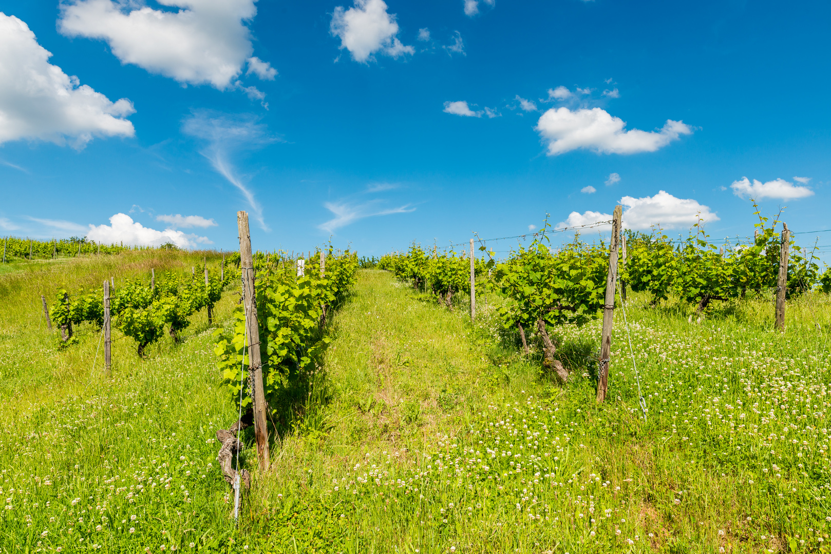 Reben 43 Foto & Bild | wein, weinberg, gutenberg Bilder auf fotocommunity