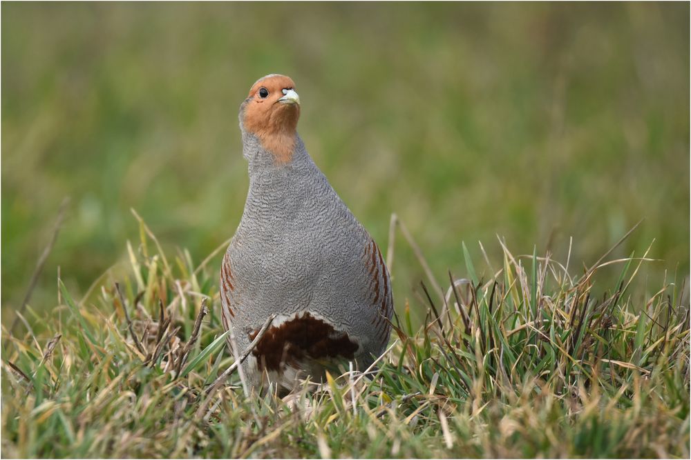 Rebhuhn Foto & Bild | nature, natur, tiere Bilder auf fotocommunity