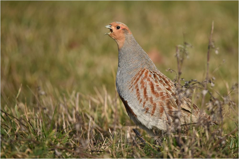 Rebhuhn Foto & Bild | tiere, wildlife, wild lebende vögel Bilder auf ...
