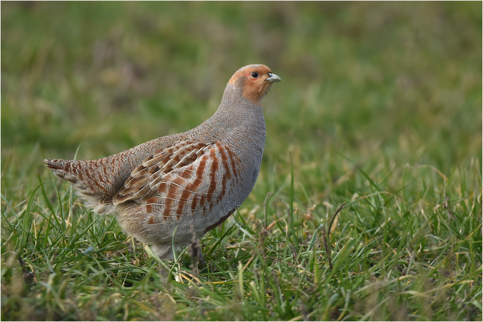 Rebhuhn Foto & Bild | tiere, wildlife, wild lebende vögel Bilder auf ...