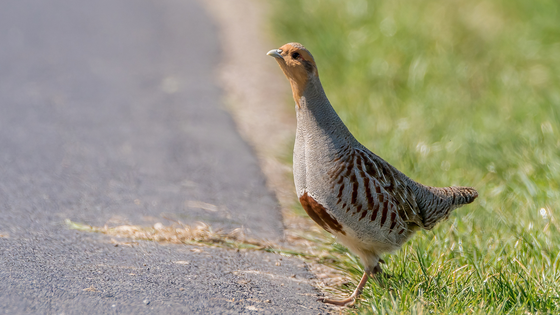 Rebhuhn Männchen Foto & Bild | tiere, wildlife, wild lebende vögel ...